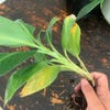 Live Colocasia redemption, Elephant Ears Super Rare Starter Plant - Etsy