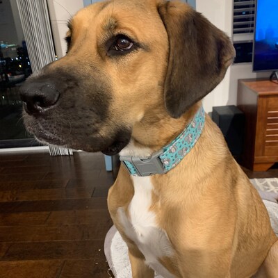 Cute but Psycho Dog Collar, Funny Dog Collar, Adjustable, Washable, Eco ...