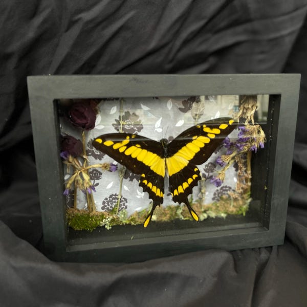 Rare Neon Blue Morpho Butterfly, Morpho Absoloni, Mounted (wings Spread ...
