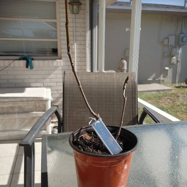 Hosta TRUE Chartreuse With White/cream Edges 'american Dream' in 4.5x5 ...