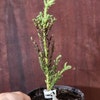 Coast Redwood | Tree Seed Grow Kit | the Jonsteen Company - Etsy