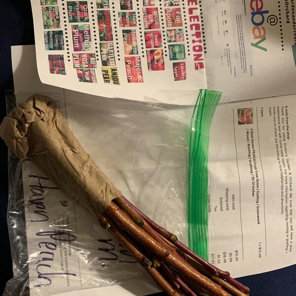 10 MARS GRAPE Cutting / Fruit Tree Scion / Scionwood / Wood / Rooting ...