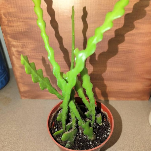 Fire Stick Cactus | 6 Inch | Sticks on Fire Cactus | Tirucalli | Live ...