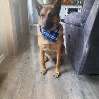 Pomsky or Select Different Breed Outline 1 1/4 - Etsy