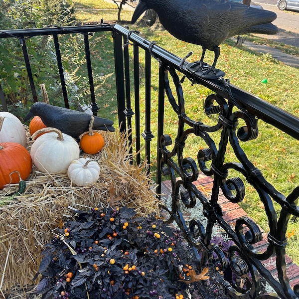 Realistic Plastic Crow Raven Bird Halloween Decoration - Etsy