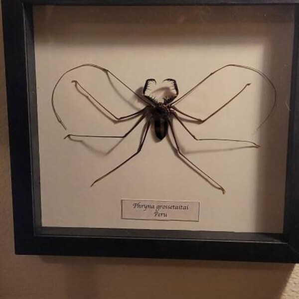 Rare Calleta Silkmoth Framed Taxidermy Eupackardia Calleta - Etsy
