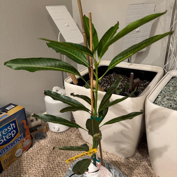 Malika Dwarf Cold Hardy MANGO TREE GRAFTED (3-5feet Tall). 7 Gallon ...