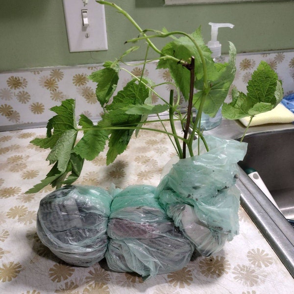 Red Alder Alnus Rubra 1-2 Year Sapling Organically Grown 8-12 " Root to ...