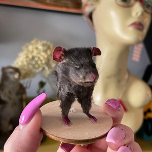 Groundhog Woodchuck Bones Full Skeletons Juvenile Adult Sold - Etsy