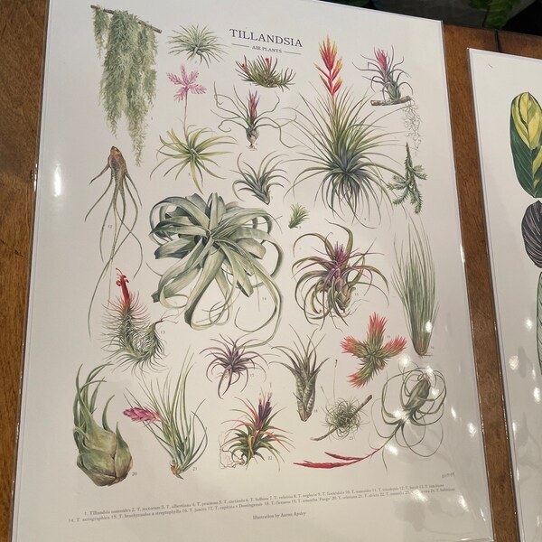 Tillandsia Species Print • Air Plant Varieties ID Chart Featuring 24 ...