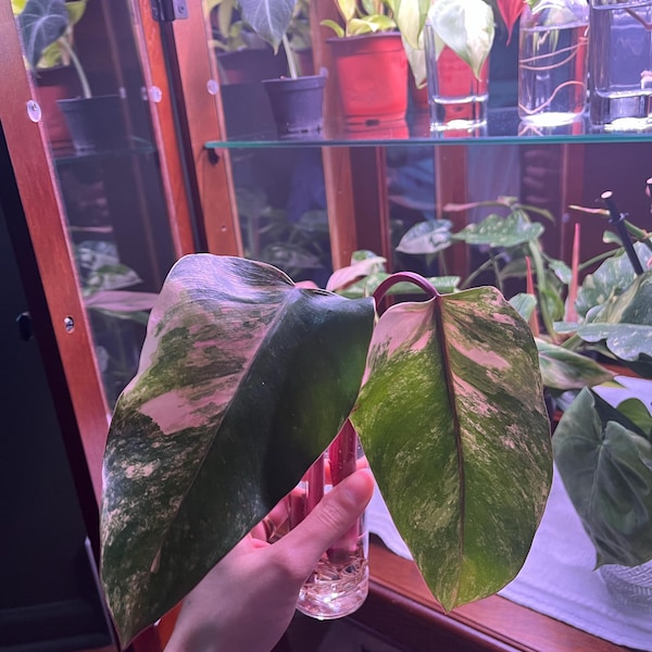 Rare Pothos Cuttings Mix Golden Pothos / Heart Leaf Philodendron ...