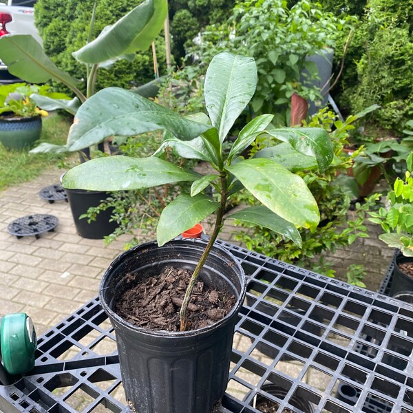 Plinia Species black Pearl Jaboticaba plinia Sp. Seedling Nursery Pot ...