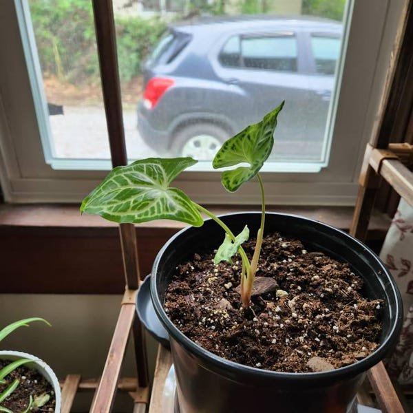 Alocasia Pink Princess Starter Plant (ALL STARTER PLANTS Require You to ...