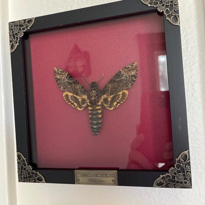 Real Framed Giant Actias Luna Moth 3D Floating Shadow Box Insect ...