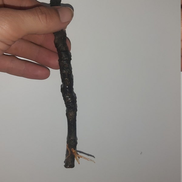 X2 Lays Potato Chips Tzatziki Flavored Snacks - Etsy