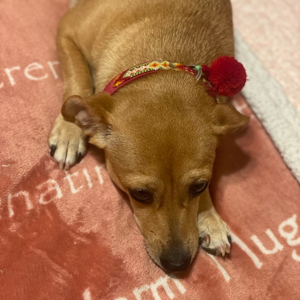 SMALL Mexican Pet Collar - Leather Dog Collar, Tribal Dog Dollar ...