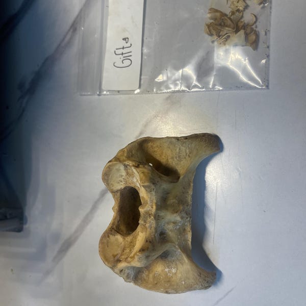 Deathtaxusa • #3885 - Real Animal Domestic Hedgehog Vertebrae Bone Lot ...