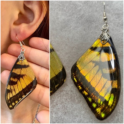 Extra Large Cicada Wing Fairy Earrings Real Insect Wing - Etsy