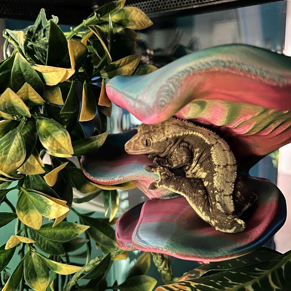 Crested Gecko and Frog Hanging Wavy Mushroom Ledge - Etsy UK