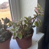 Variegated Baby Sun Rose, Ice Plant, Pink Succulent, Rare Plant in 2 ...