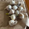 1 Gallon Pee Gee Hydrangea Bare Root Tree - Hydrangeas/live Plants ...