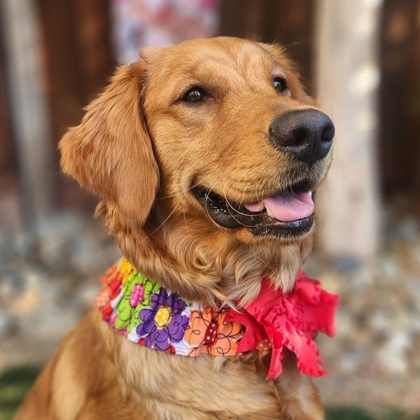 Dog Ruffle Collar, Budding Blooms Dog Scrunchie Collar With Pink ...