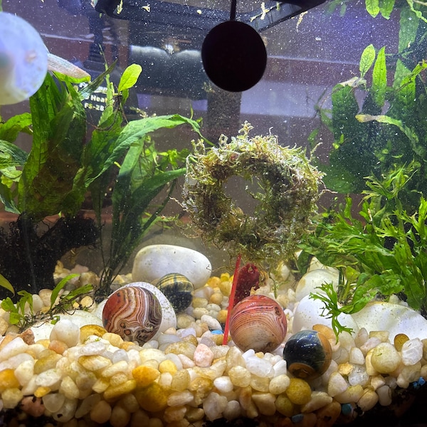 Betta Training Ring: 3D Printed Fish Tank Decoration - Etsy