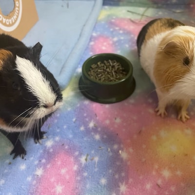 Hamster, Gerbil, Rat, and Mouse Forage Mix - Etsy