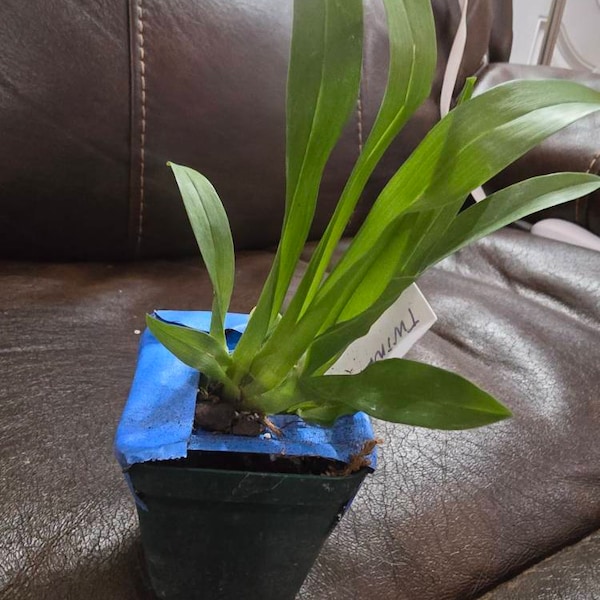 Double Rose Pikake (hawaiian Pronunciation of “peacock”) a Sweet ...