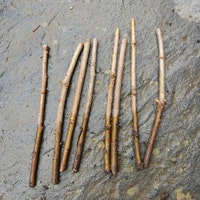 100 japanische Quittensamen. 100 frische Samen Chaenomeles japonica ...