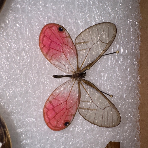 Cithaerias Merolina Pink Clear Wing Butterfly Peru - Etsy