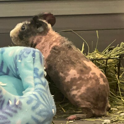 Cuddle Cup W/pee Pad Customizable 10x5 - Etsy