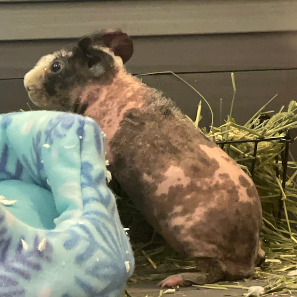 Cuddle Cup W/pee Pad | Customizable | 10"x5" - Etsy