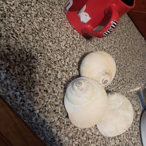 3 SPOTTED DARK PEACH Large Northern Moon Snail Shells, Colorful ...