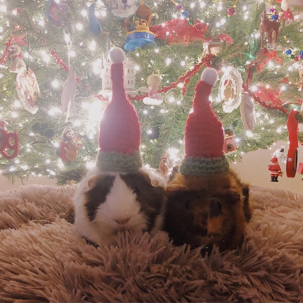 Crochet Elf Hat for Small Pets: Handmade Guinea Pig, Hamster, Cat ...