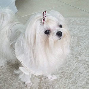 Daisy Chiffon Crop Top XS-2XL Dog-shirts Dog Top Dog - Etsy