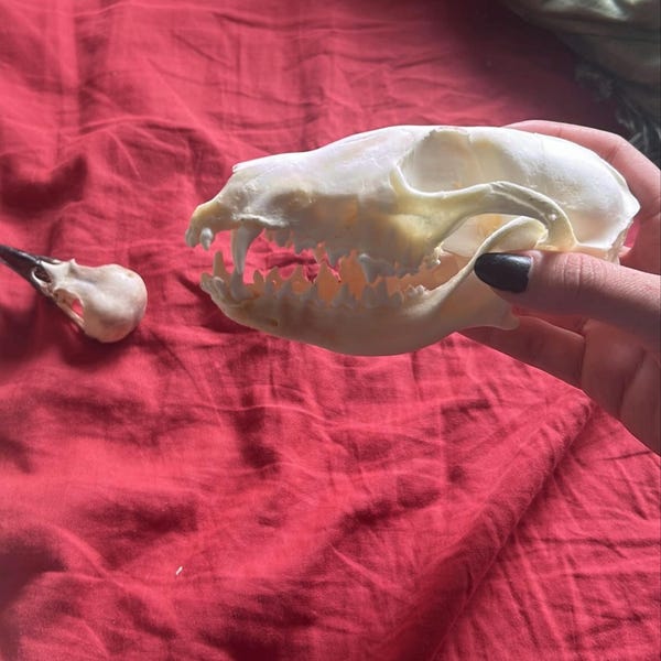 Jackdaw Crow Skull Wings Tail Feet Real Natural Carrion Rook Feathers ...