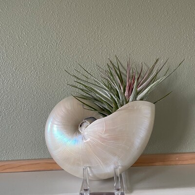 Seashell Display Stand, Large Shell Stand, Beach Nautical Decor ...