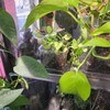 Peperomia Piper Parmatum Live Plant | Peperomia Plant Starters | Pet ...