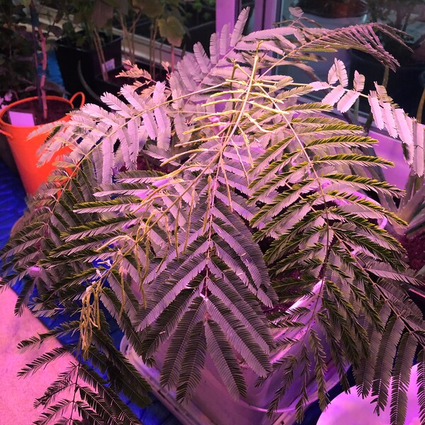 Cha Om Plants, Chaom Plant, Acacia Pennata, We Donot Ship to CA - Etsy