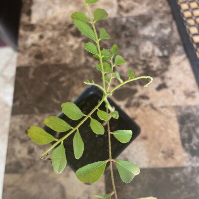Curry Leaf Live Plantmurraya Koenigii, Karivepallai, Karivembu ...