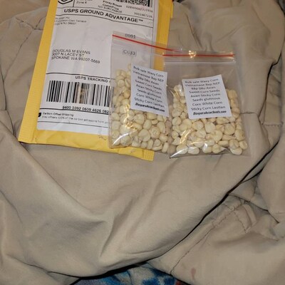 2 Hat Giong Trai Gac GAC FRUIT Gac Melon Vine Momordica Cochinchinensis ...