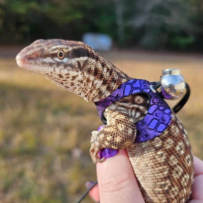 Turquoise Python Harness With Wings - Etsy