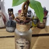 Mandrake Root Herbology Magic Potion Glass Bottle Inspired - Etsy UK