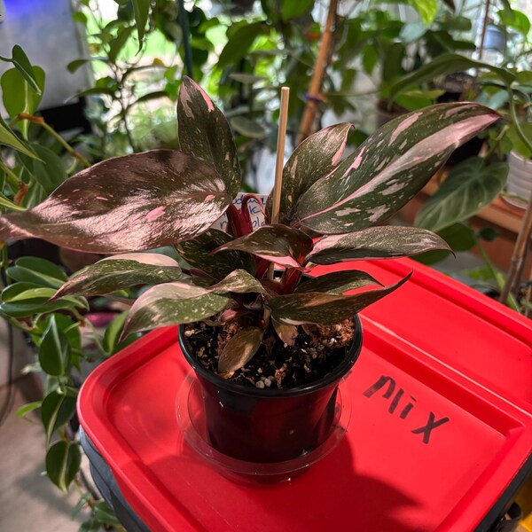 Aglaonema Jackpot Pot 4” - Houseplant - Indoor Plant - Live Plant ...
