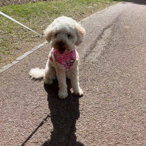 Adjustable Dog Harness for Extra Small Puppies to Large Dogs ...