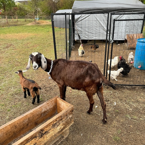 Goat Collar Plastic 6mm Chain With Metal Quick Link 20, 28 and 36 - Etsy