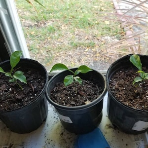 Treesagain Valencia Orange Tree - Citrus Sinensis - Starter Plug - Etsy