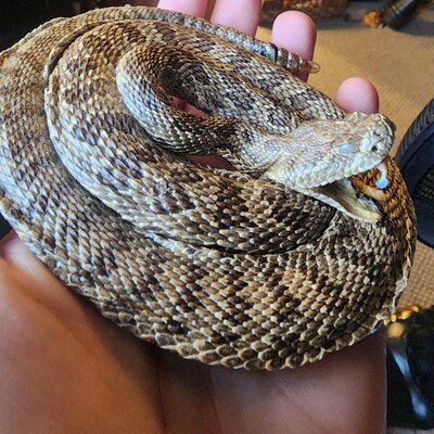 Western Diamondback Rattlesnake Skin End Piece Tail and Rattle - Etsy