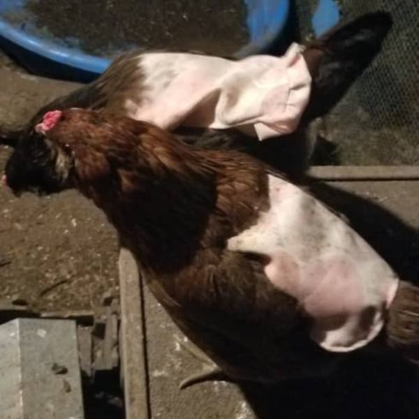 Hen Saddle, Chicken Apron, Chicken Jacket PDF Sewing Pattern Includes 6 ...